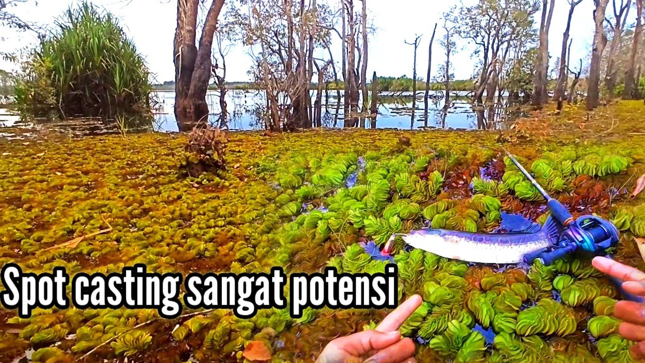 casting toman bunga kalimantan || spot danau wisata || danau asam ...