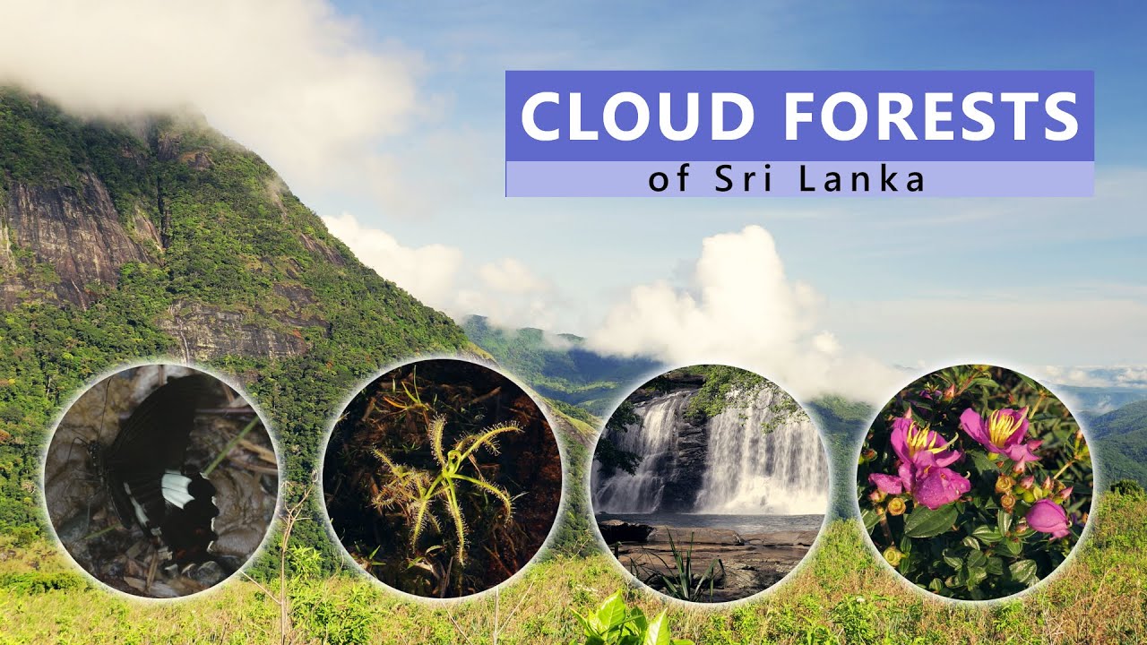 Cloud Forests | Sri Lanka - YouTube
