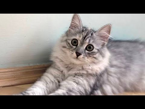 cute Russian cat playing #catvideos #cats #catlover - YouTube