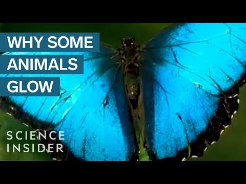 How Animals Can Change Colors | Safe Videos for Kids