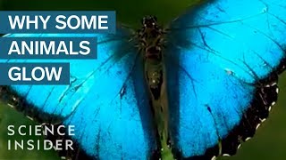 Our Senses: How Mammals See the World In Many Colors | Safe Videos for Kids