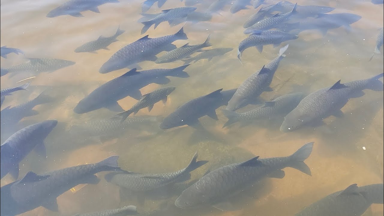 sringeri temple fish 🐟 - YouTube