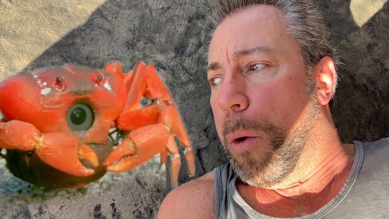 Robotic Spy Crab Playing Real Life Frogger! Are We Safe? - YouTube