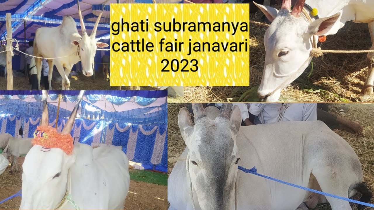 hallikar breed bulls of mutturaj of gowribidanuru cost rs 120000to ...