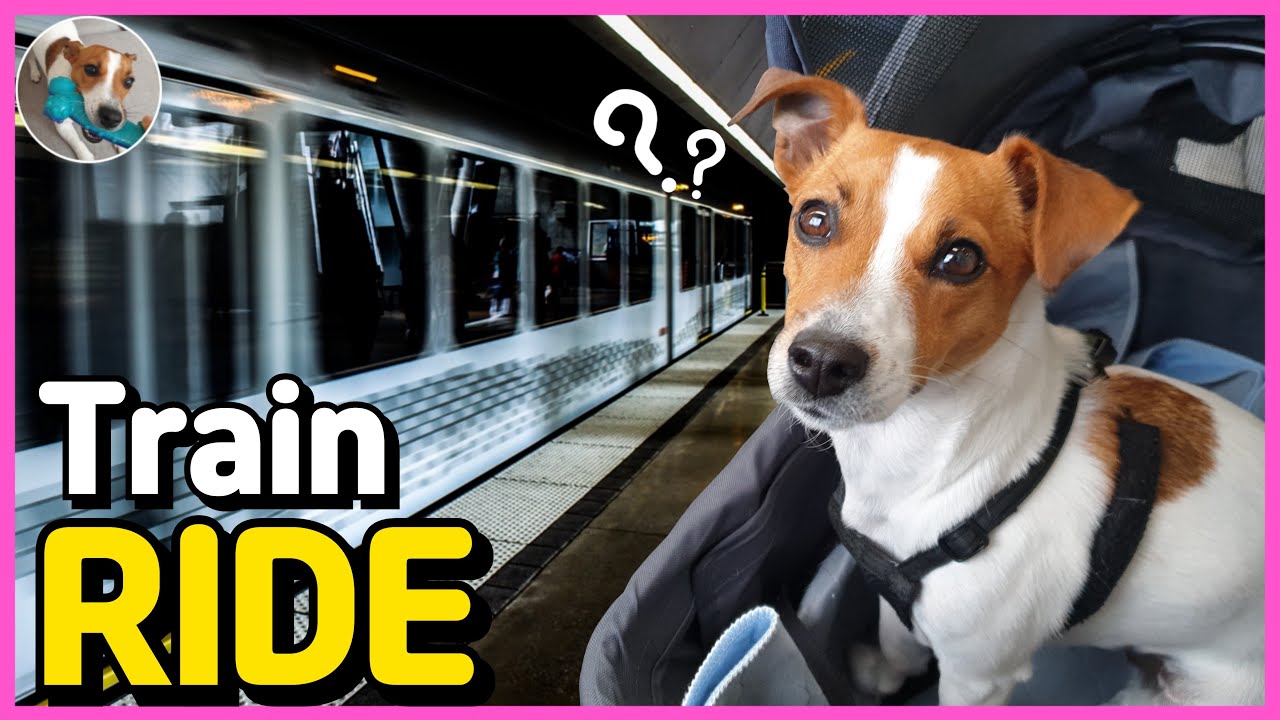 First Train Ride In My Life!🐶 | DOGTER COFFEE Jack Russell Terrier ...
