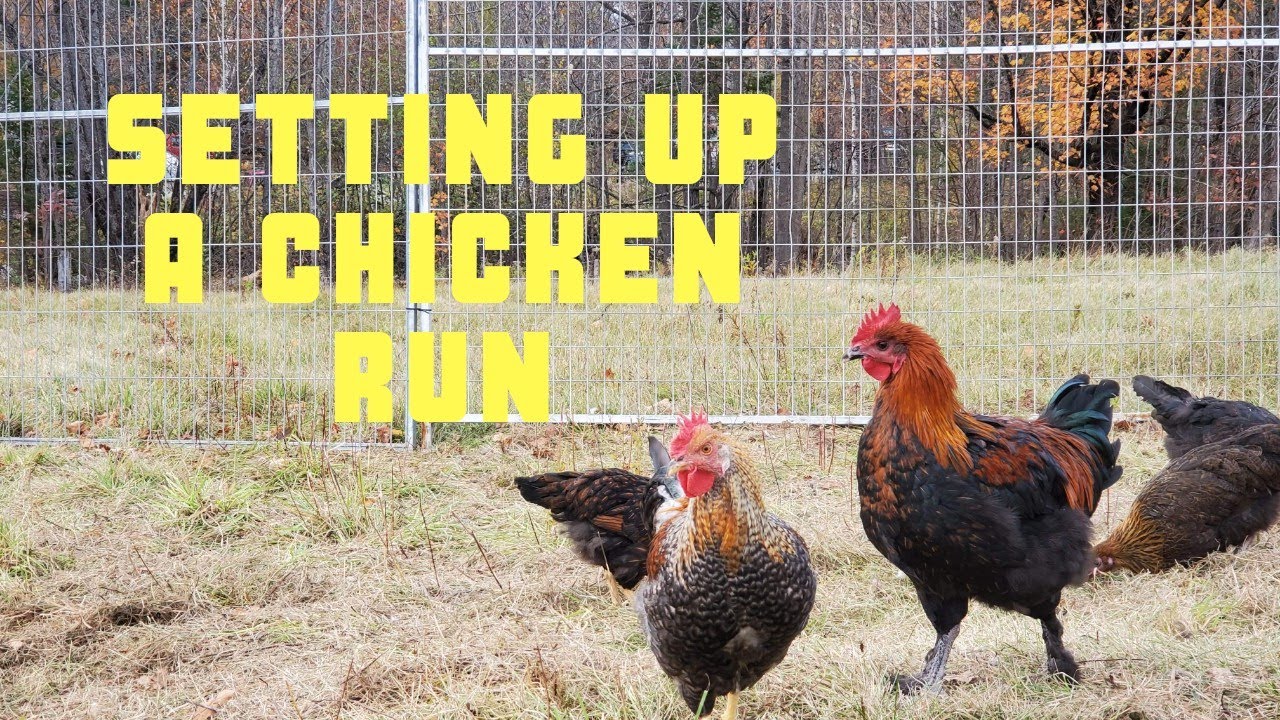 Setting up a chicken run at the new farm - YouTube