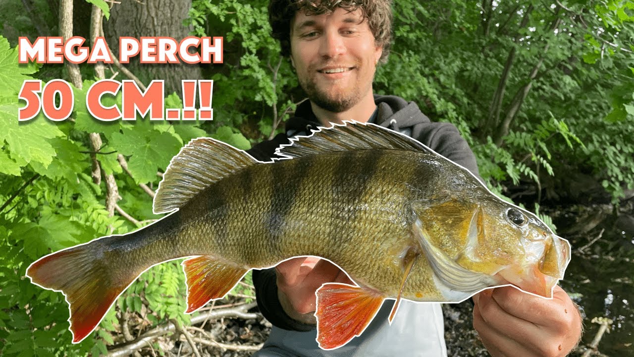 MEGA PERCH Fishing!! 2X PERSONAL BEST! INSANE!!! (C&R lure fishing for ...