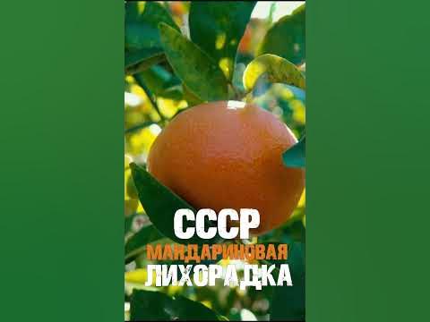 абхазские мандарины - YouTube