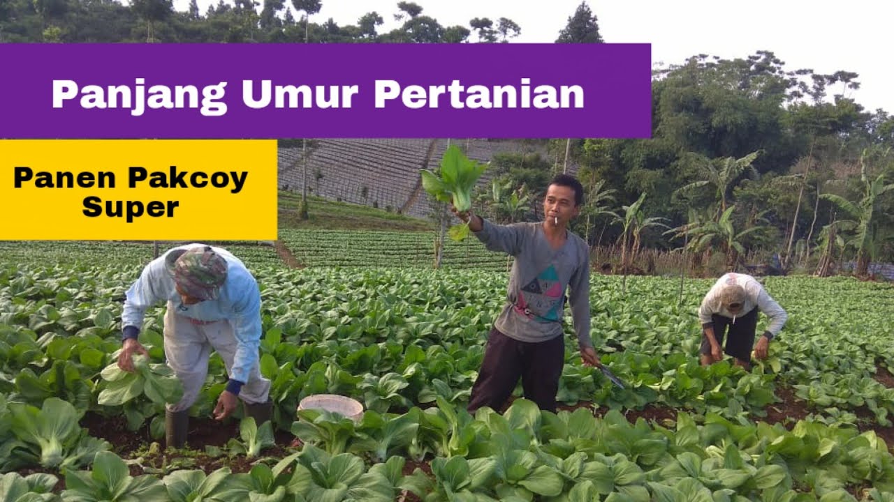 Pertanian Pakcoy terluas di Daerah kami. Pakcoynya Super-super - YouTube