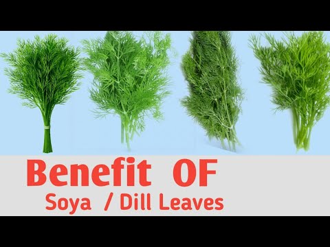 soya Patti ke fayde/health benefits of Dill leaves 🌿! - YouTube
