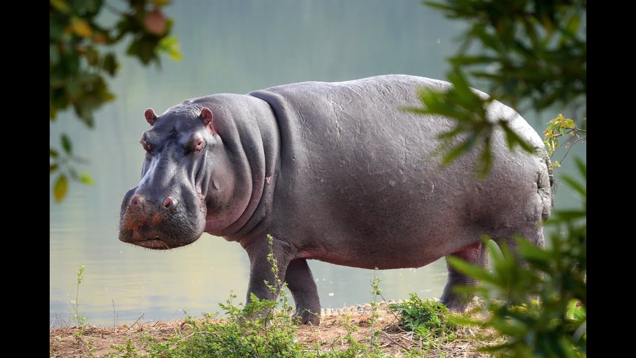 Hippo Sounds | Animals - YouTube