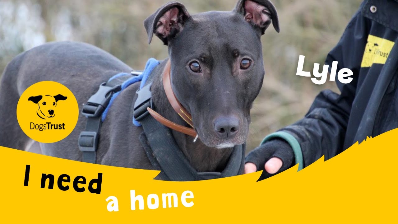 Lyle the lovely Lurcher | Dogs Trust Leeds - YouTube
