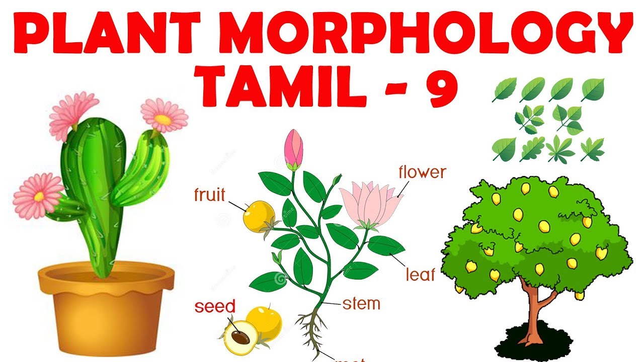 Plant Morphology In Tamil 9 Types Of Leaves Simple Leaf Compound plant-morphology-in-tamil-9-types-of-leaves-simple-leaf-compound