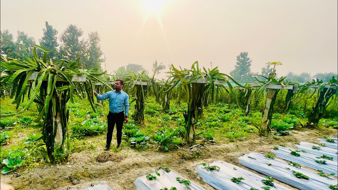 Horticultural Field Visit @Kushinagar - YouTube
