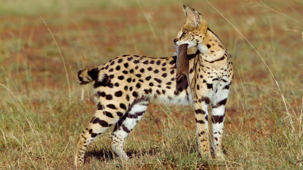 Serval: The African Flying Cat Predator | Wild Animalogy - YouTube