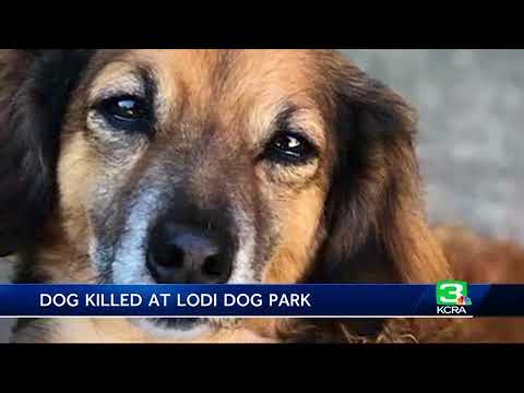 Small dog attacked, killed by 2 large dogs at Lodi park - YouTube