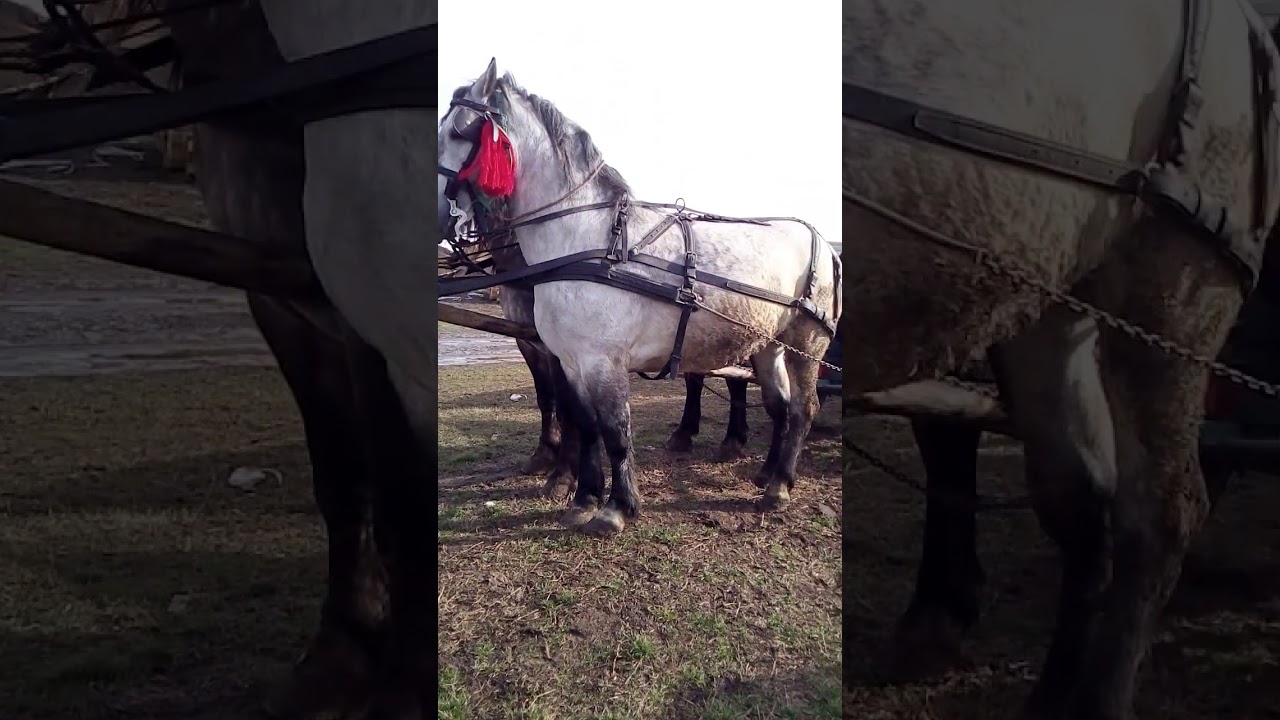 Cai frumosi si gras I😱 - YouTube