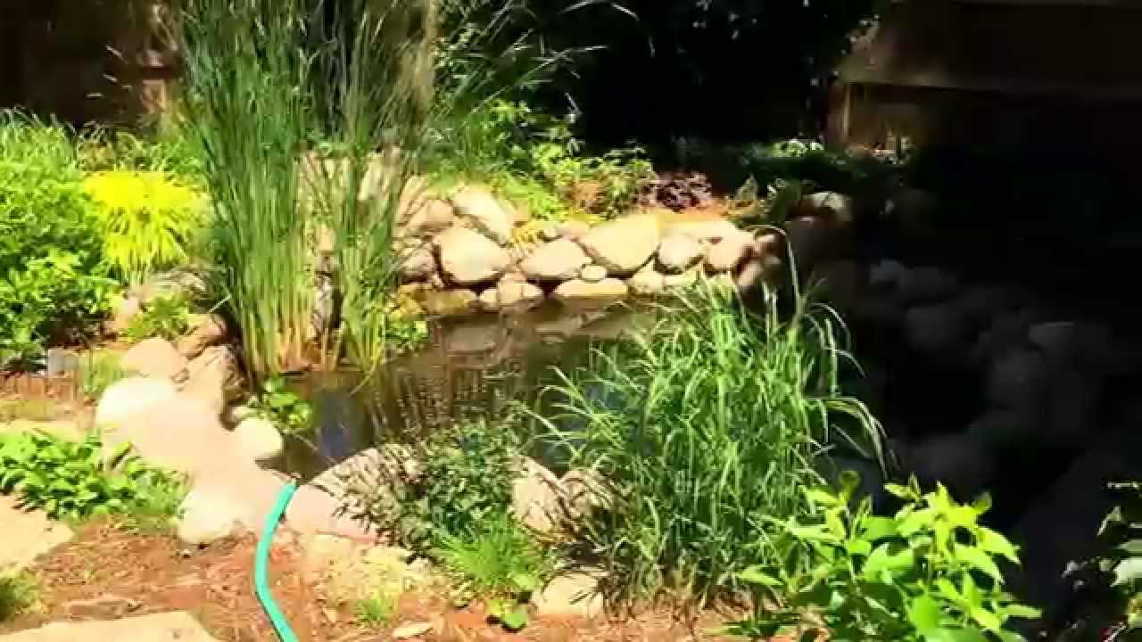 Outdoor Goldfish Pond - YouTube