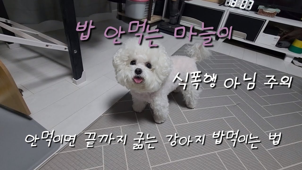 밥 안먹는 강아지 밥 먹이는 방법 - YouTube