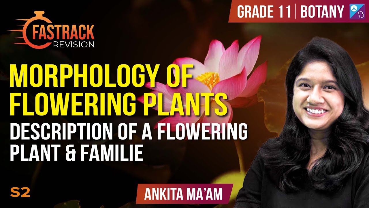 Morphology of Flowering Plants | The Fruit | The Seed | Description of ...