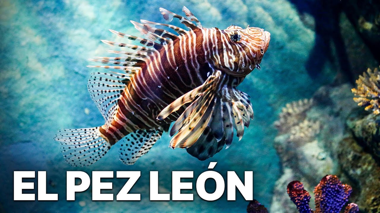 El Pez León, Los Nuevos Piratas del Caribe | Documental sobre la vida ...