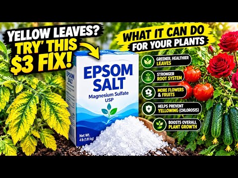 Stop Wasting Epsom Salt: The Truth About Magnesium Deficiency in Plants