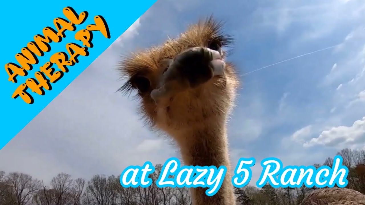 Animal Therapy at Lazy 5 Ranch - YouTube