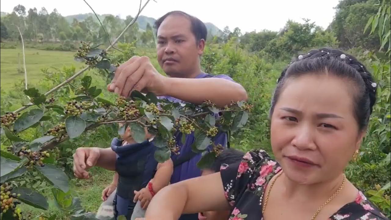 15.7. 2024 mus nrog noog sib txeeb txiv qaub noj - YouTube