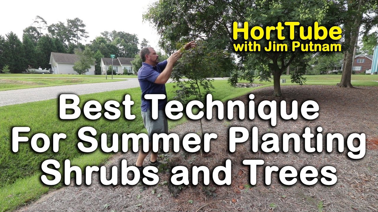 The Best Technique for Summer Planting Trees and Shrubs (How to Plant ...