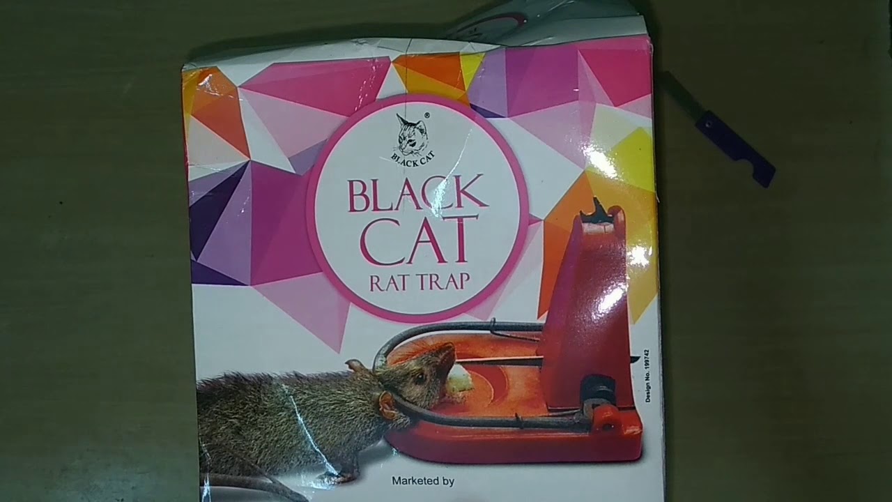 Black Cat | Rat Trap | Mouse Catch | RAT Killer | Rat Bone - YouTube