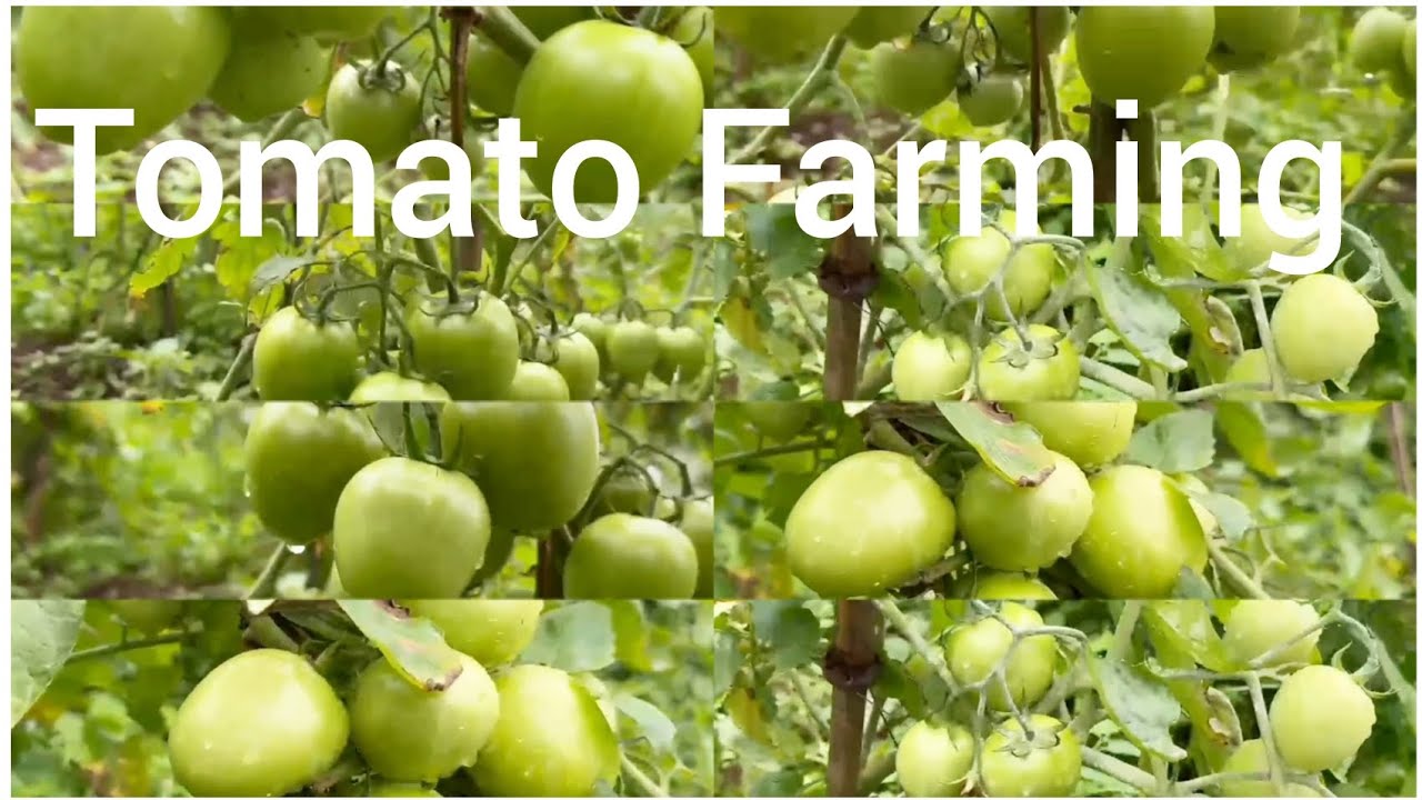 Tomato Ko Kheti // Tomato Farming // BhimThapa Vlog.... - YouTube
