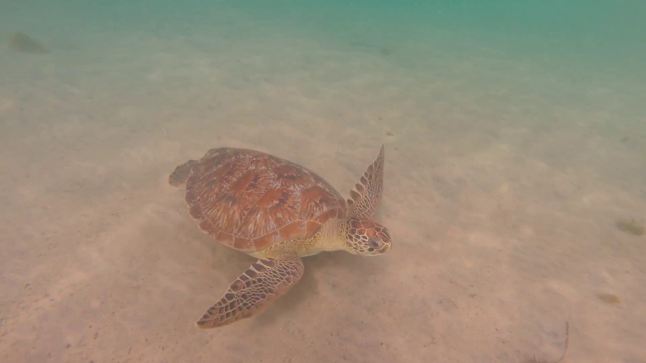 Beautiful turtles, snorkeling Anse Dufour, Martinique - YouTube