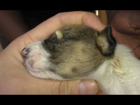 Monster Mango worms attack On puppy | Mango worms Removal In Puppy ...