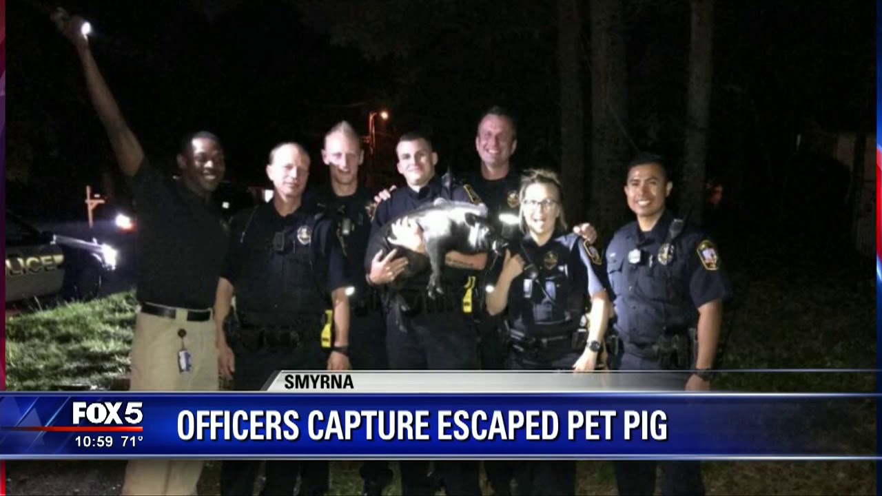 Officers capture escaped pet pig - YouTube