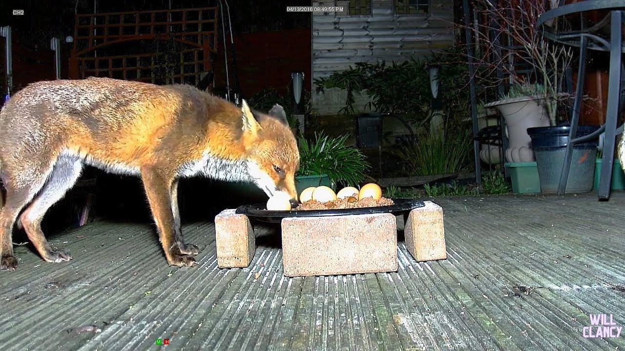 Foxtail makes a visit. - YouTube