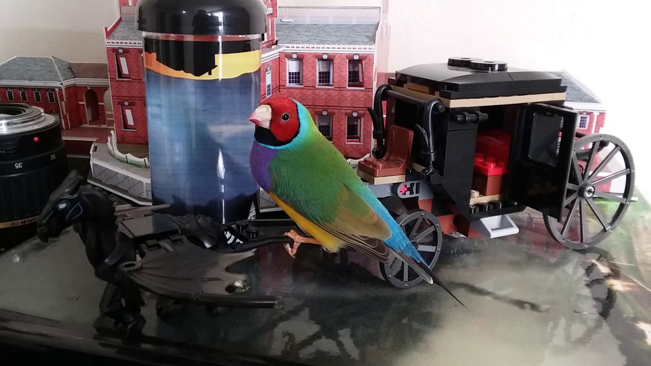 My Gouldian Finch with Lego toy - YouTube