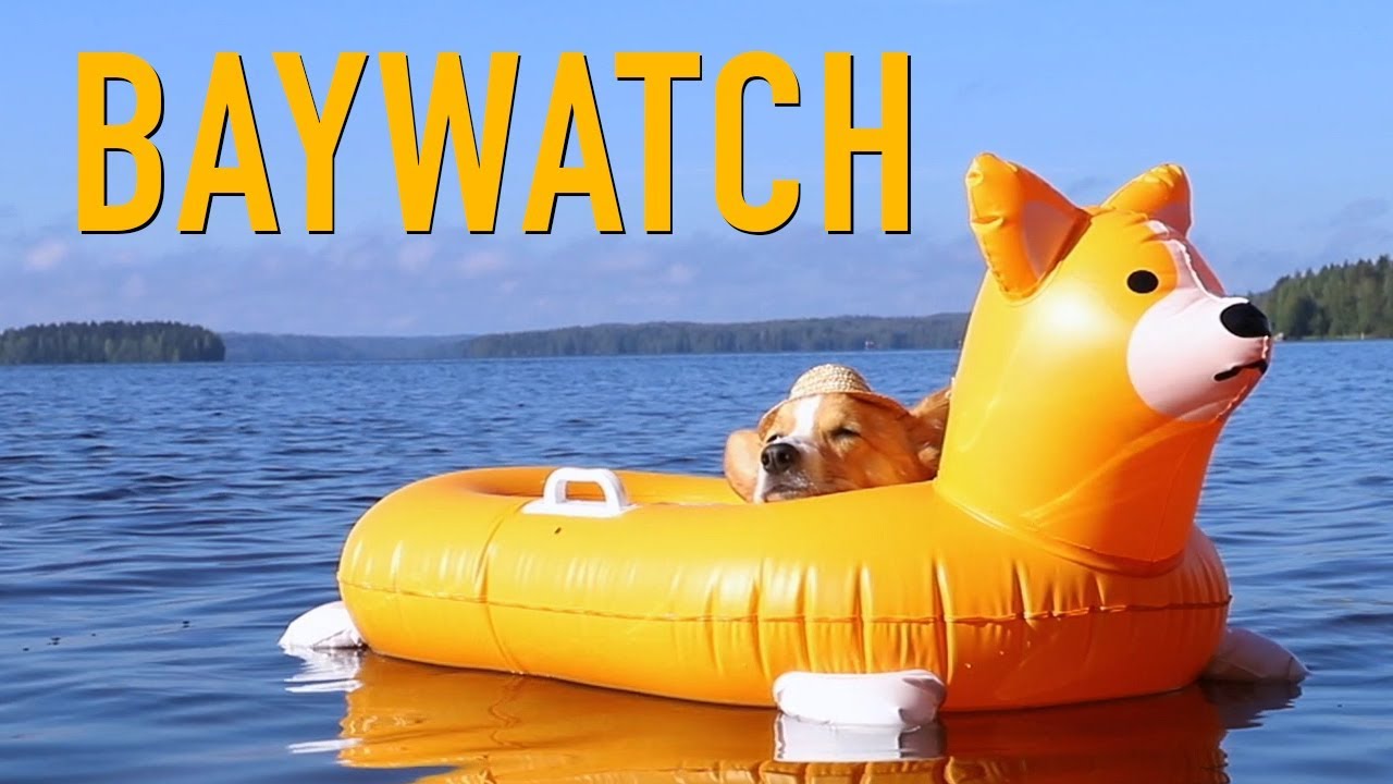 BEACH RESCUE - Topi the Corgi - YouTube