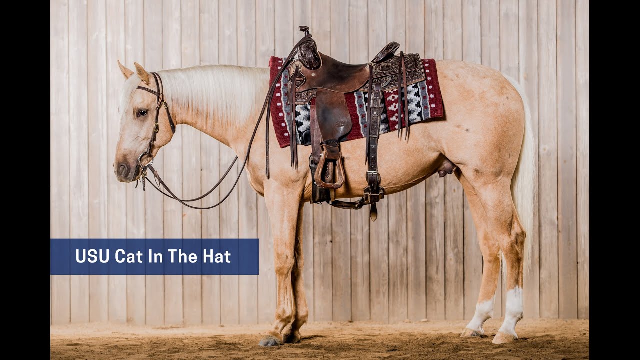 SOLD USU Cat In The Hat | 2018 Palomino Gelding - YouTube