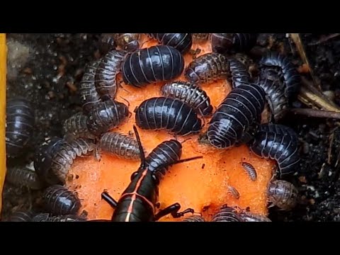 Ecosystems & Arthropods Video No.3 The heavy metal clean up crew ...