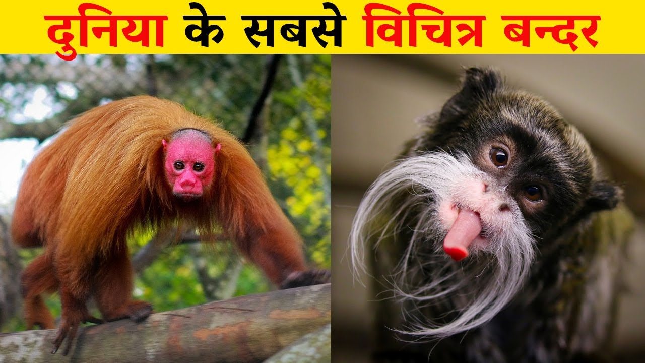 ये हैं दुनिया के सबसे विचित्र बंदर। 5 Rarest Monkeys in the World ...