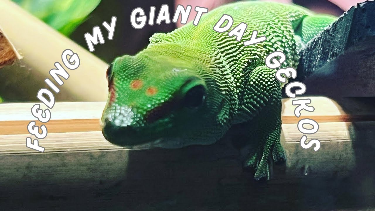 Feeding my Day Geckos - YouTube