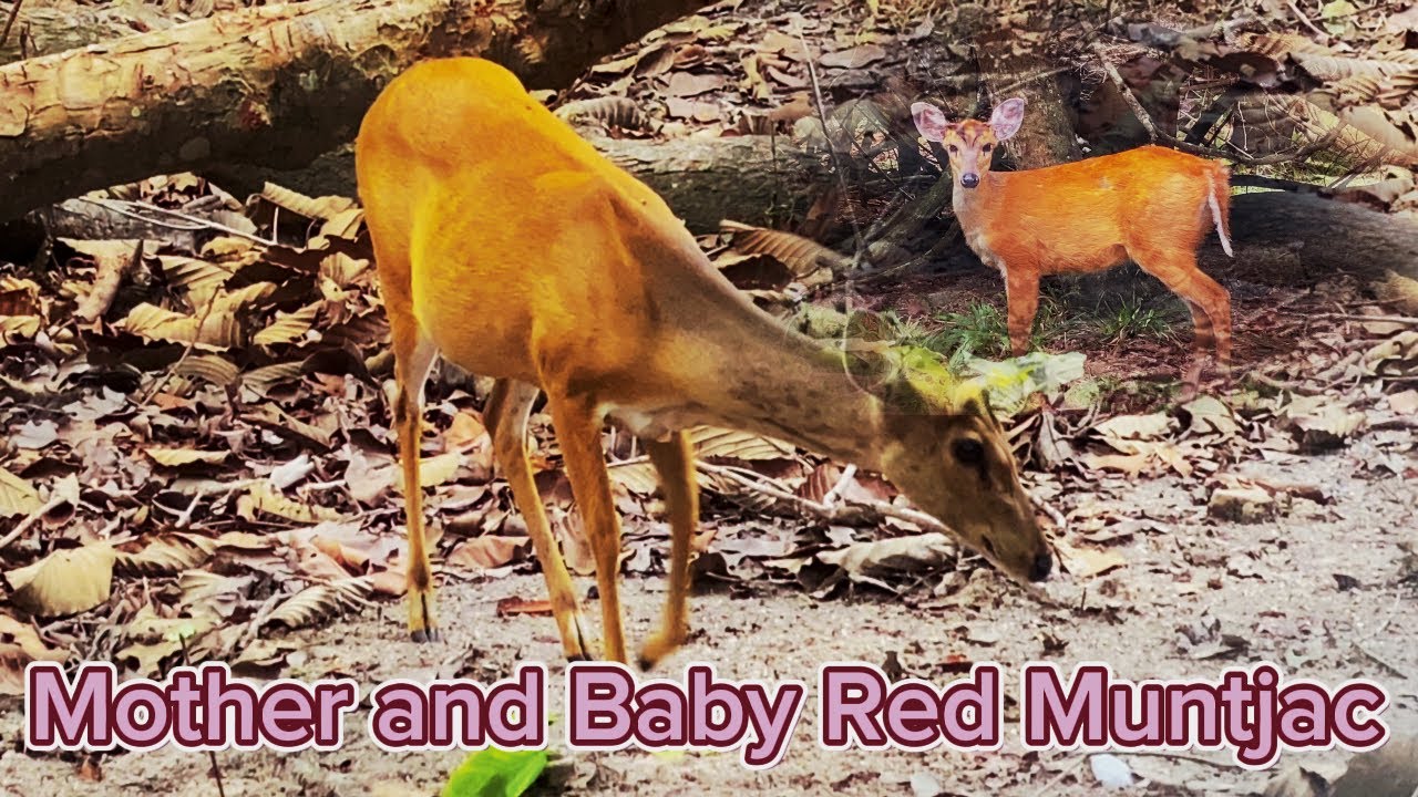 Mother and Baby Red Muntjac Find Food - YouTube