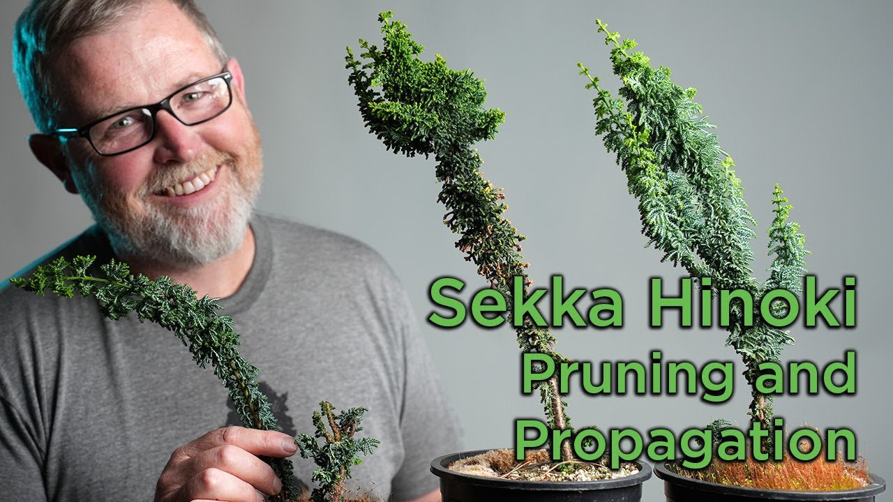 Bonsaify | Sekka Hinoki Pruning and Propagation - YouTube