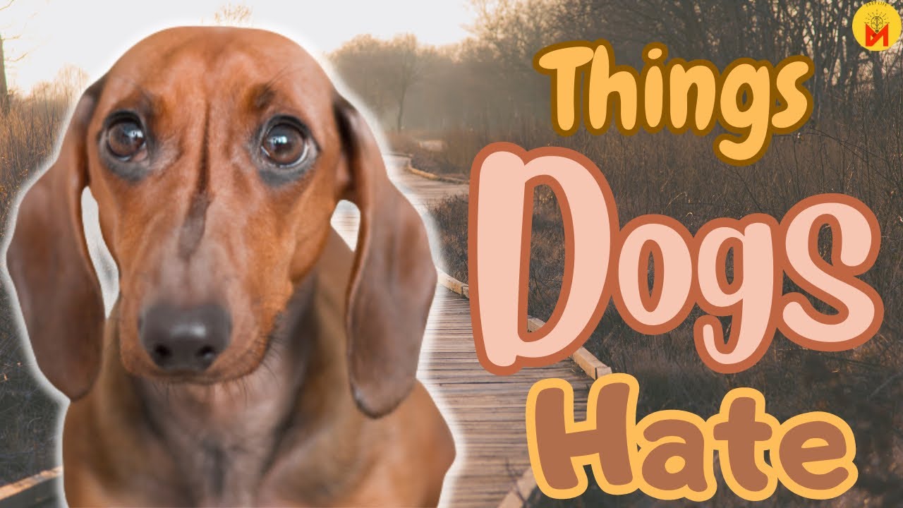 Important things dogs hate - YouTube
