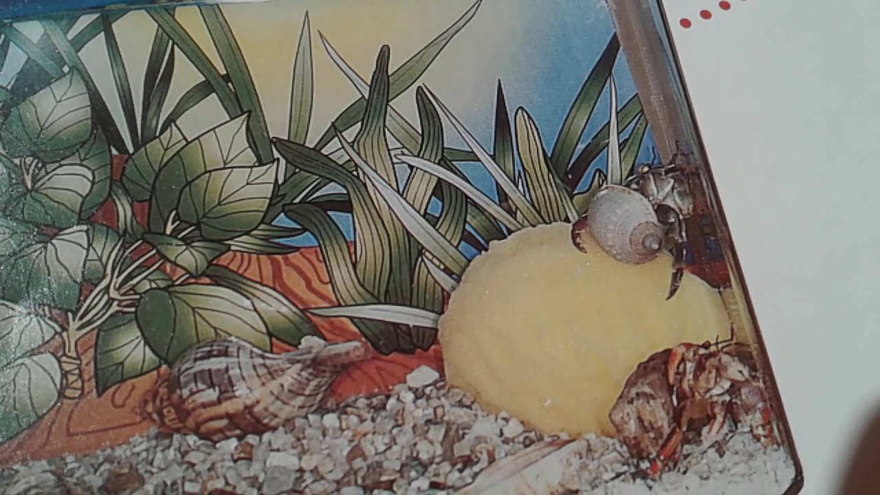 Bad hermit crab book what's wrong with it - YouTube