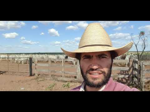 HEY ROY : DESVENDANDO MISTÉRIOS OU TRUQUES - YouTube