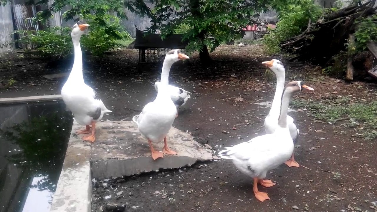 Lucu, Angsa panduan suara merdu, duck farm - YouTube