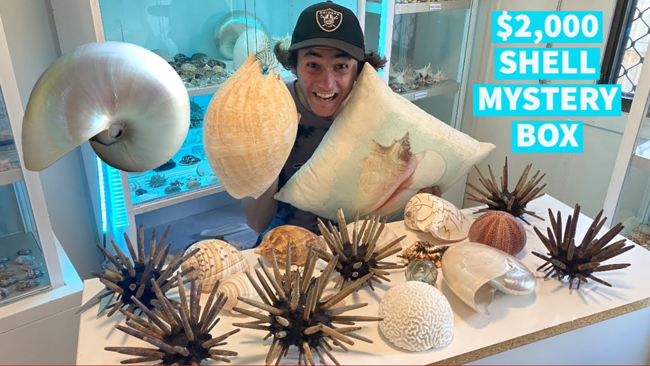 UNBOXING A $1,000 SEASHELL MYSTERY BOX! - YouTube