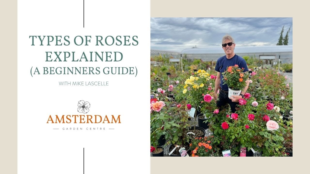 Types of Roses Explained (A Beginner's Guide) - YouTube