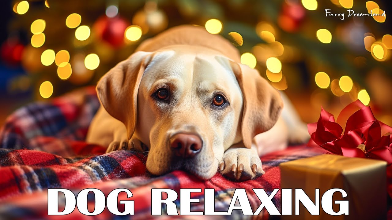 Calming Sleep Music for Dogs 🐶 Relaxation & Anxiety Relief 🎵 Help Your ...